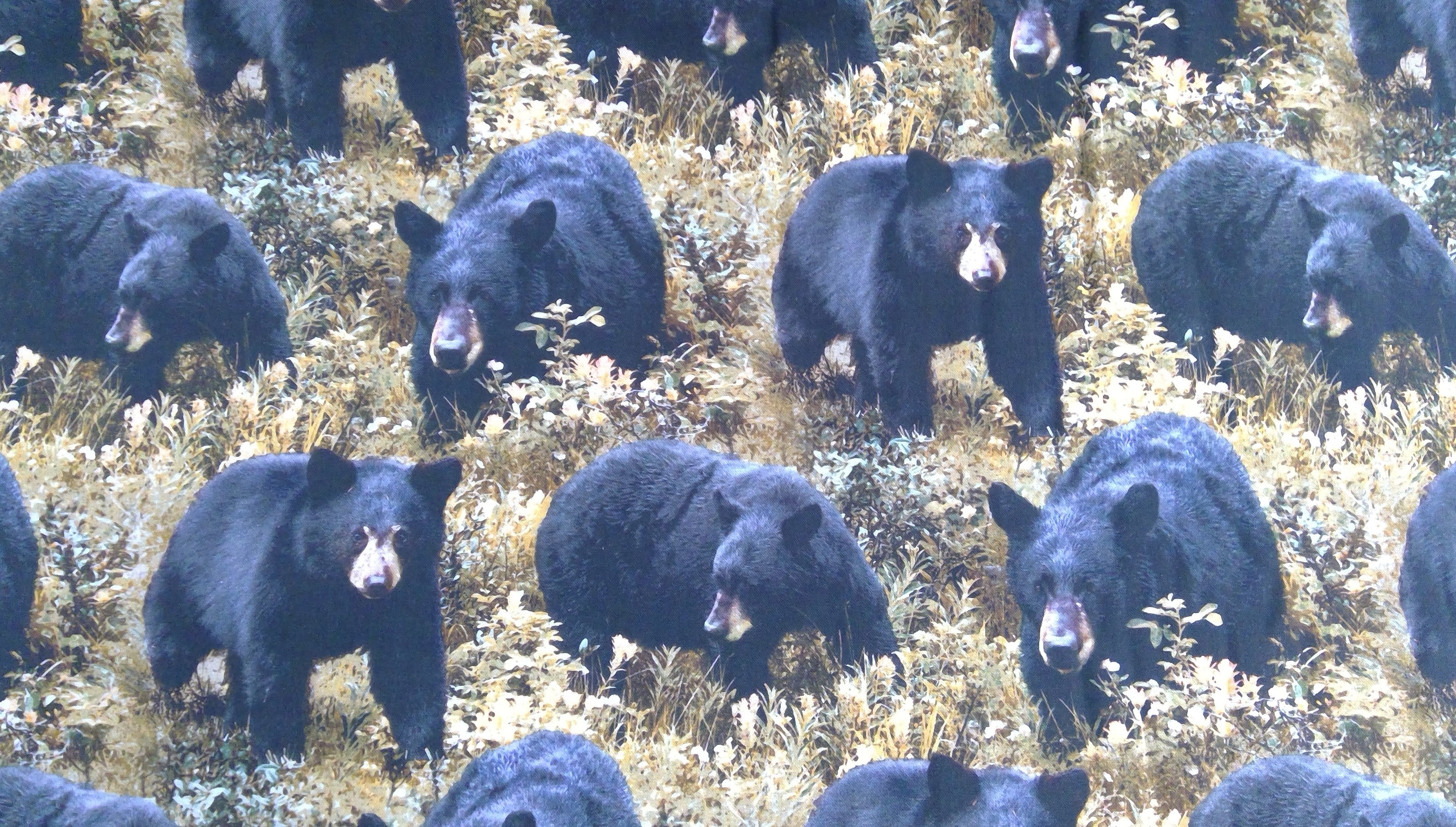 Big Ben Black Bear – W Dry Goods & Gifts